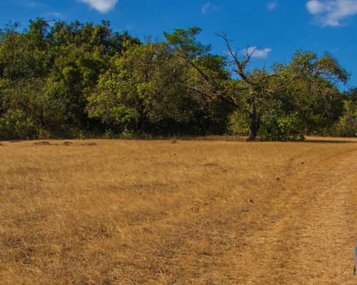 [SALE] 21% Off on Jeep Safari to Bakkare Elephant Grasslands - Ticket KD