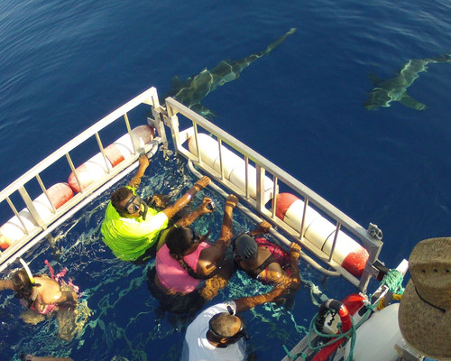[SALE] Oahu Shark Cage Diving: Experience the Thrill with 2% Off ...