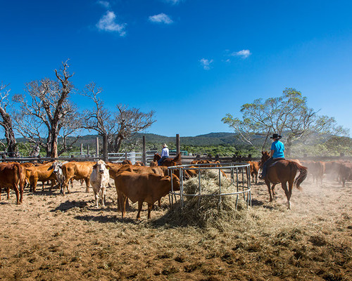 [SALE] Experience Farm Life at Kur Cow Pasture in Cairns - Ticket KD